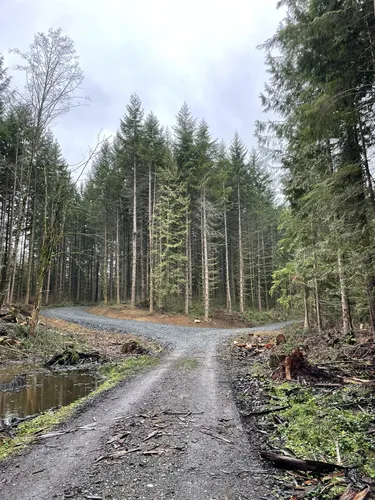 Best Hikes and Trails in Pilchuck Tree Farm | AllTrails