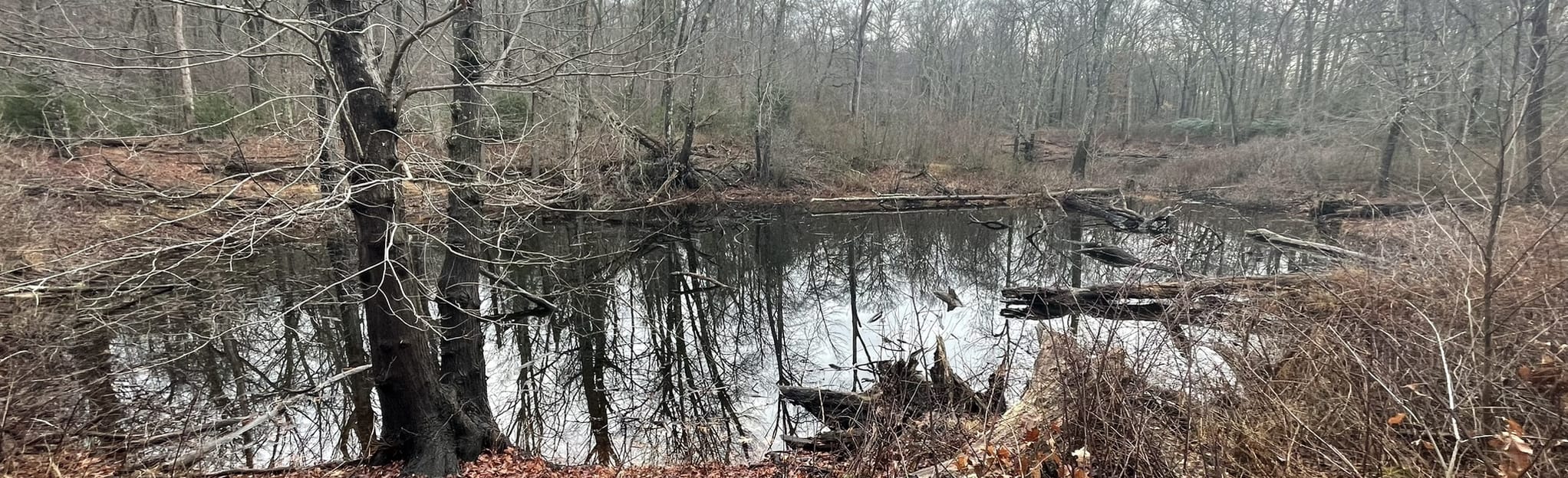 Cockaponset Loop from Beaver Meadow Road: 154 Reviews, Map ...