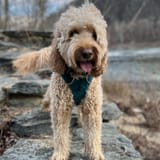 Virginius Island Trail, West Virginia - 203 Reviews, Map | AllTrails