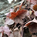 Virginius Island Trail, West Virginia - 203 Reviews, Map | AllTrails