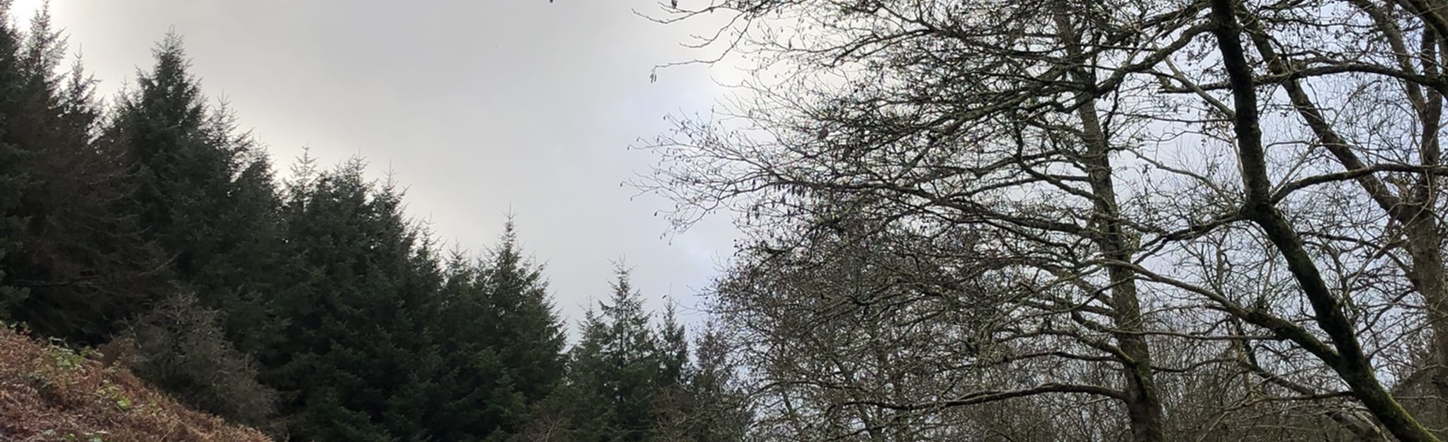 Minane River Walk, County Cork, Ireland - Map, Guide | AllTrails