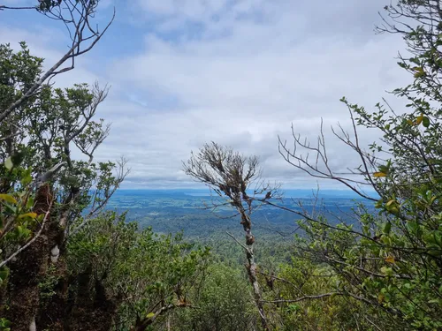 Best Hikes and Trails in Pureora Forest Park | AllTrails