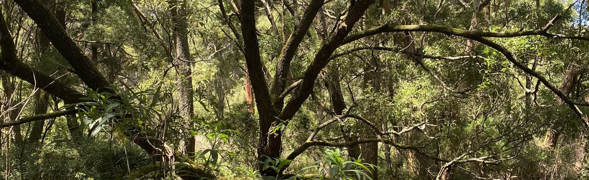 Endeavour Fern Gully , Victoria, Australia - 19 Reviews, Map | AllTrails