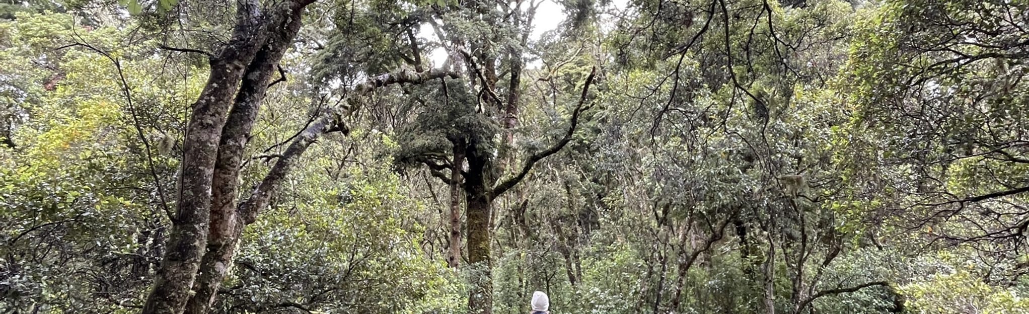 Mangawhero Forest Walk: 76 Reviews, Map - Manawatu-Wanganui, New ...