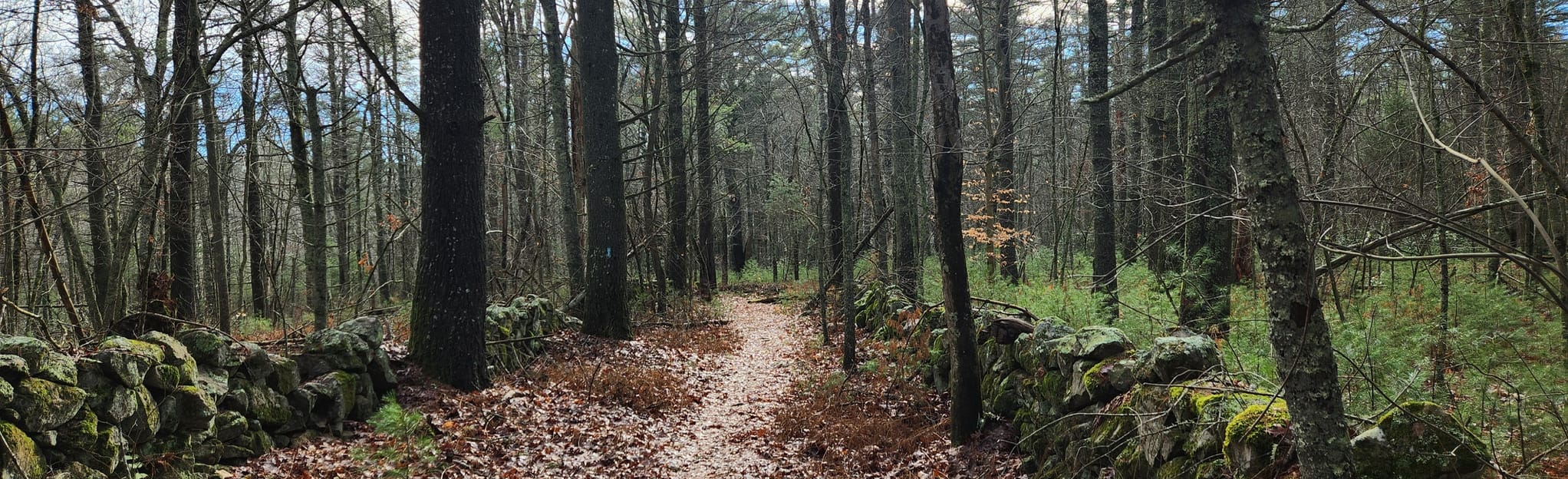Nehantic Trail : 66 Reviews, Map - Connecticut | AllTrails