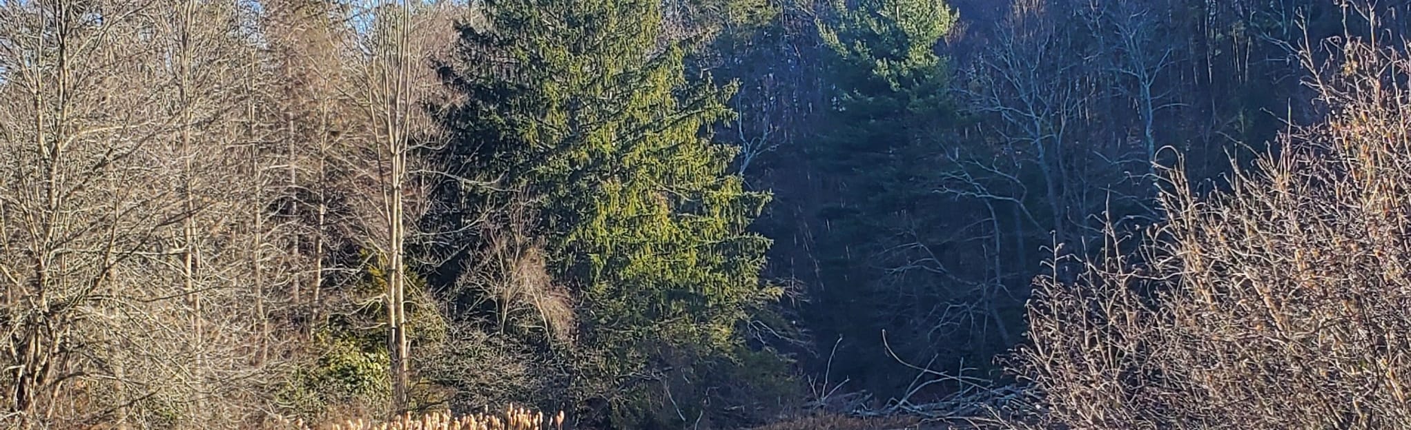 White and Pink Trail Loop: 1033 Reviews, Map - Connecticut | AllTrails