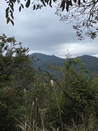 Best Hikes and Trails in Tai Po Kau Nature Reserve | AllTrails