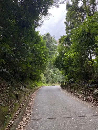 Best Hikes and Trails in Tai Po Kau Nature Reserve | AllTrails