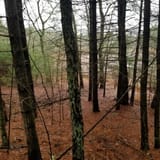 Carbuncle Pond and Moosup River Trail, Rhode Island - 261 Reviews, Map ...