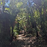 Spragg Bush Walk, Auckland, New Zealand - 61 Reviews, Map | AllTrails
