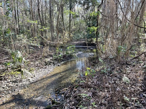 Best Hikes and Trails in Lake Alice Conservation Area | AllTrails