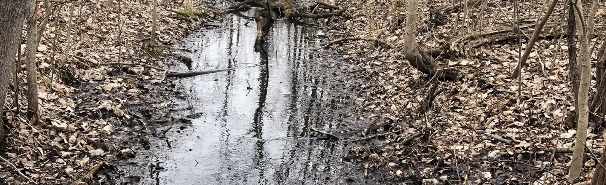 Alicia’s Trail, Michigan - 19 Reviews, Map | AllTrails