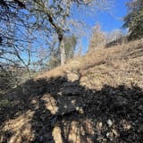 Pine Ridge Loop, Texas - 165 Reviews, Map | AllTrails