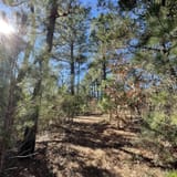 Pine Ridge Loop, Texas - 165 Reviews, Map | AllTrails