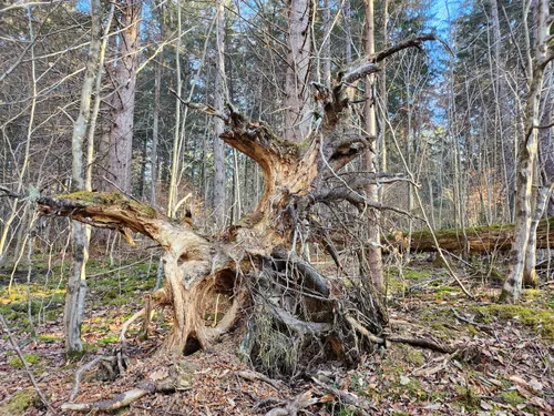 Best Hikes and Trails in Steam Mill State Forest | AllTrails