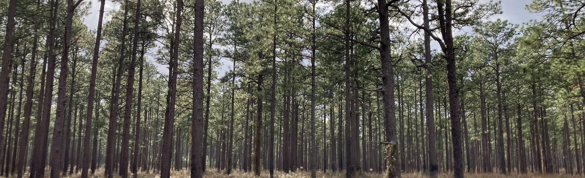 Longleaf Trail Scenic Byway, Louisiana - 19 Reviews, Map | AllTrails
