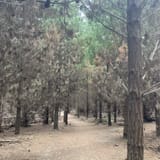 Bottle Lake Forest Blue Track, Canterbury, New Zealand - 238 Reviews ...