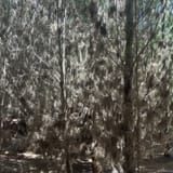 Bottle Lake Forest Blue Track, Canterbury, New Zealand - 238 Reviews ...