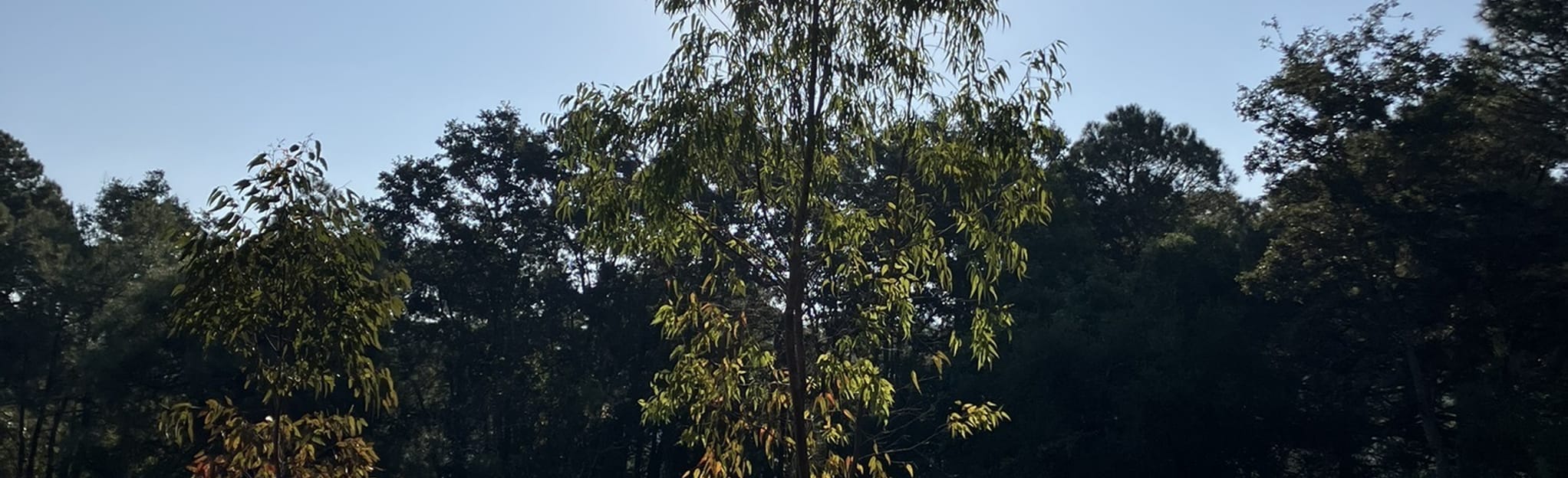 Jesús del Monte Forest Short Circuit, Michoacán, Mexico - 4 Reviews ...