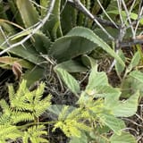 Mauna Lahilahi, Oahu, Hawaii - 268 Reviews, Map | AllTrails