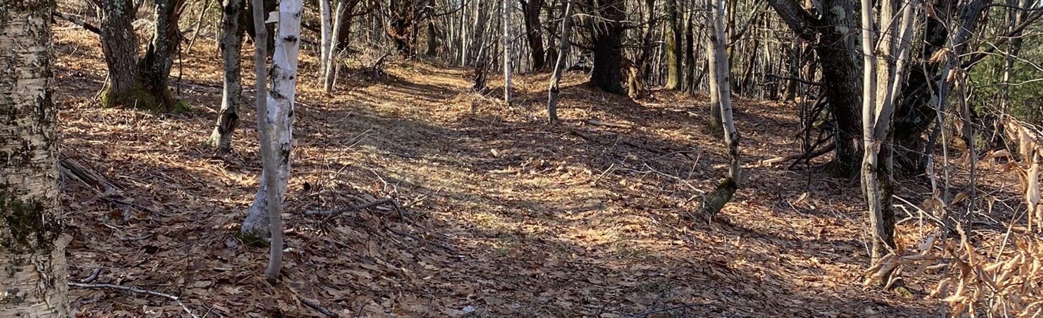 Beacon Trail Loop, Massachusetts - 21 Reviews, Map | AllTrails