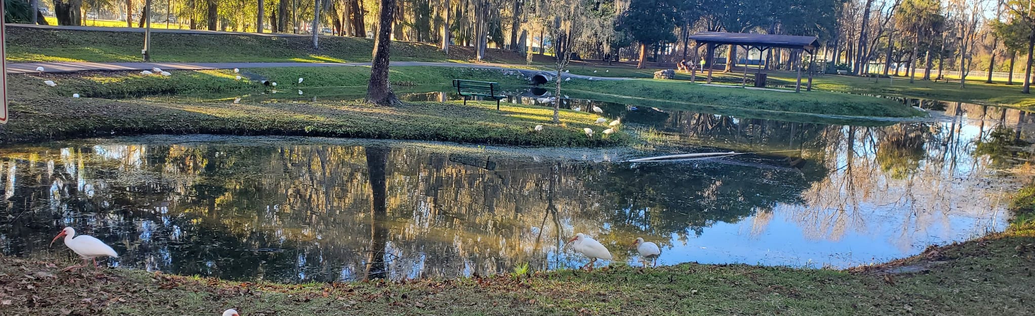 Tom Varn Park Loop: 34 Reviews, Map - Florida | AllTrails