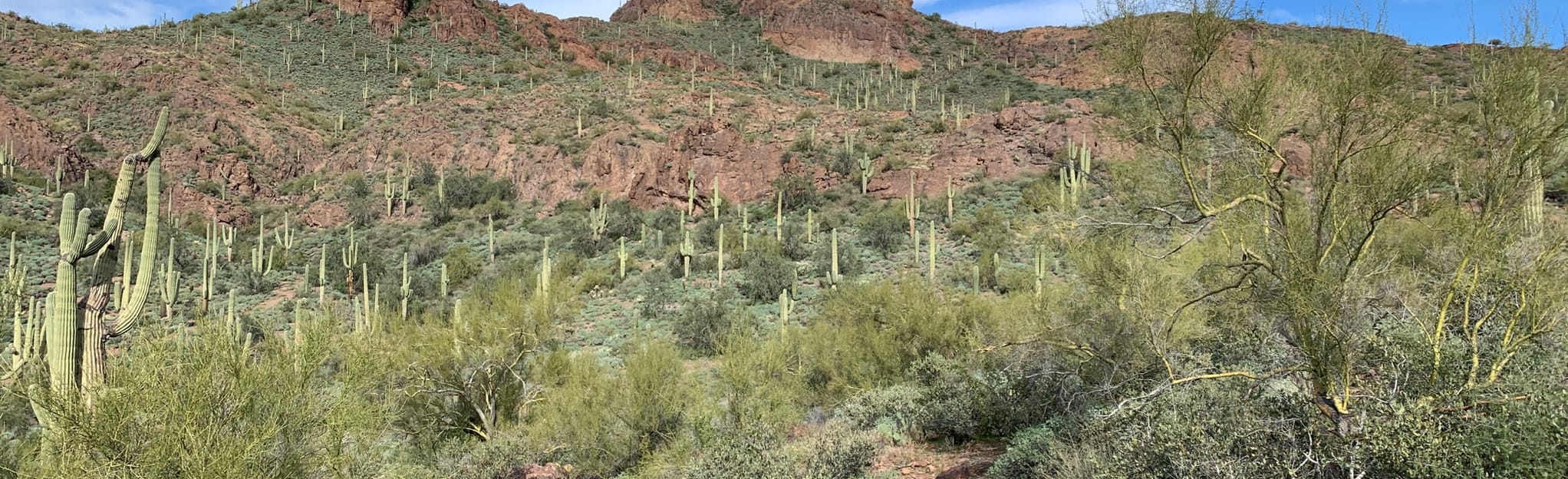 Saguaro Loop, Arizona - 52 Reviews, Map | AllTrails