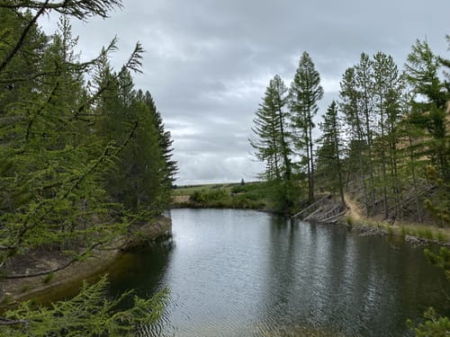 Best Hikes and Trails in Naseby Forest | AllTrails