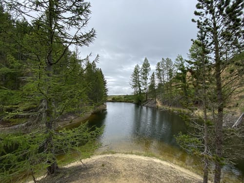 Best Hikes and Trails in Naseby Forest | AllTrails