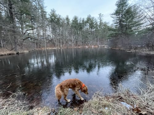 Best Hikes and Trails in Crooked Spring Reservation | AllTrails