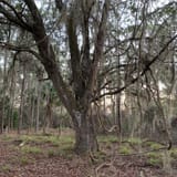 Graham Swamp Mountain Bike Trail, Florida - 335 Reviews, Map | AllTrails