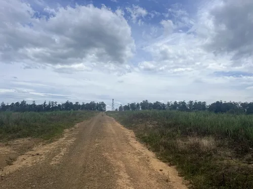 Best Hikes and Trails in Jimna State Forest | AllTrails