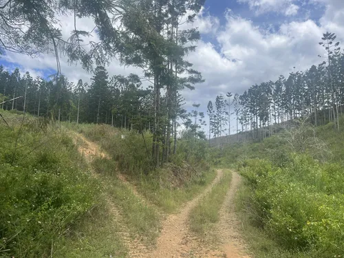 Best Hikes and Trails in Jimna State Forest | AllTrails