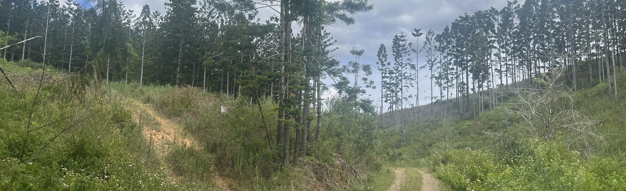 Jimna - Sunday Creek State Forest- Peach Trees Link Tracks: 1 Reviews ...