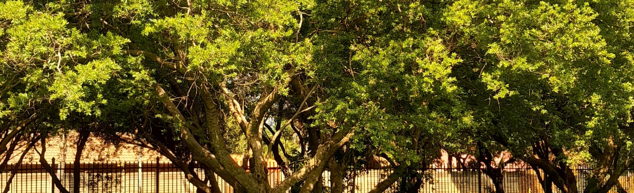 Kirkness Park Trail, Gauteng, South Africa - 11 Reviews, Map | AllTrails