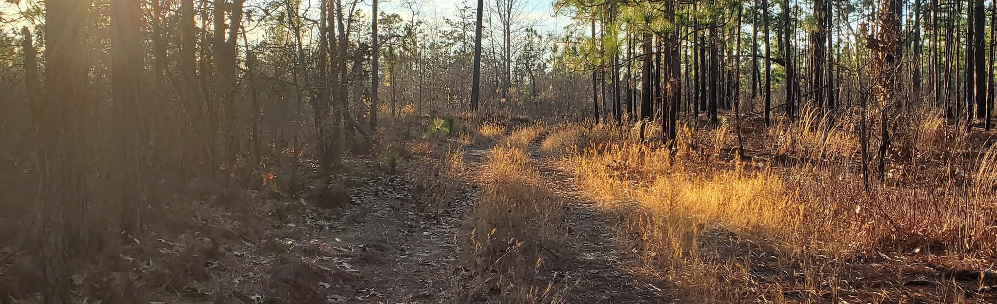 Black Trail: 26 Reviews, Map - South Carolina | AllTrails