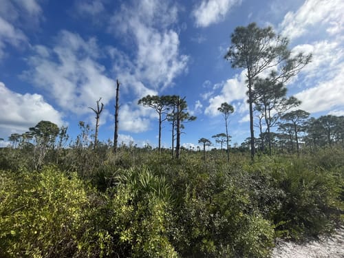 Best Hikes and Trails in Seabranch Preserve State Park | AllTrails