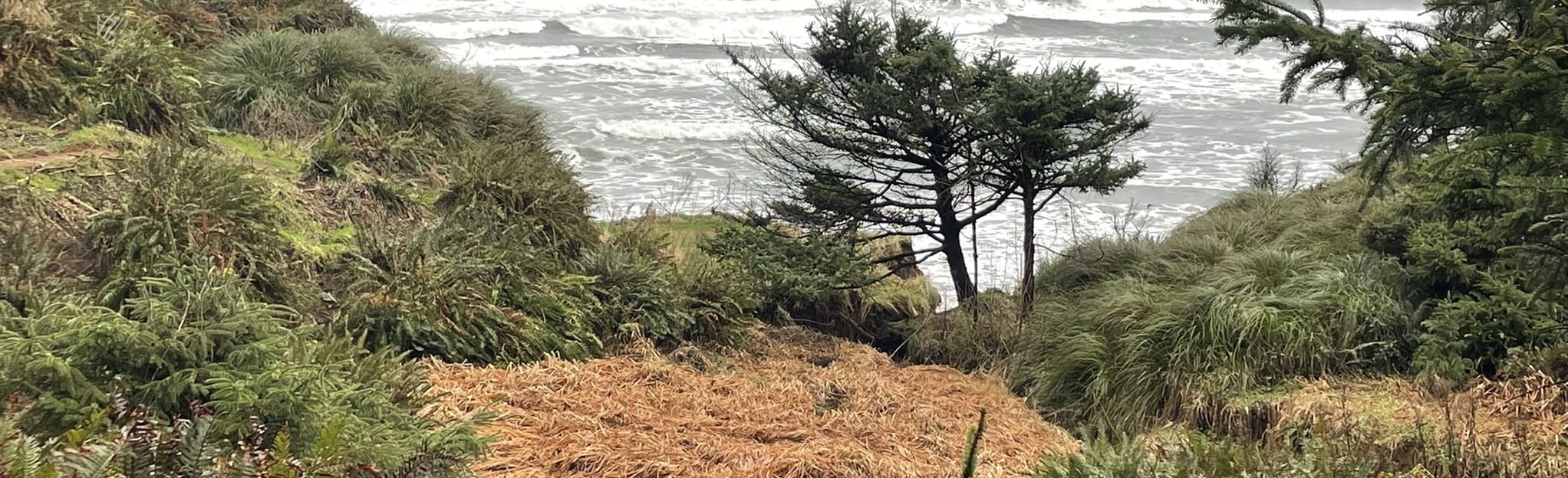 Barview Jetty Beach Walk: 75 Reviews, Map - Oregon | AllTrails