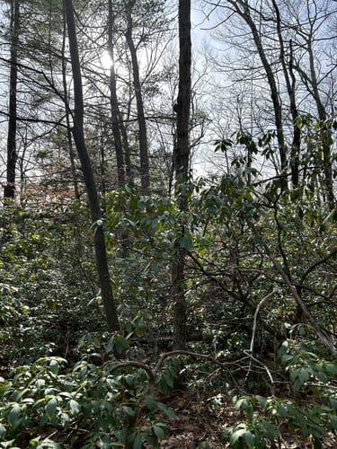 Best Hikes and Trails in Goose Pond Reservation | AllTrails