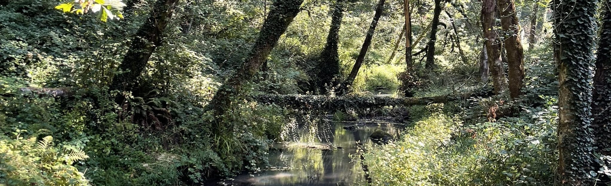 Old Main Trail to Cedar Trail and West Horse Loop | Map, Guide - Oregon ...