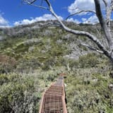 Illawong Walk, New South Wales, Australia - 330 Reviews, Map | AllTrails