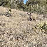 Parsons Trail, Arizona - 646 Reviews, Map | AllTrails