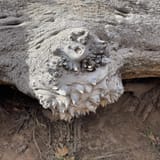 Parsons Trail, Arizona - 646 Reviews, Map | AllTrails