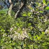 Griffith Falls via Inverness Track, Victoria, Australia - 23 Reviews ...