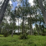 Riverhead Forest Loop Track, Auckland, New Zealand - 65 Reviews, Map ...