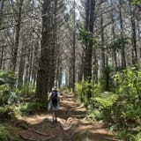 Riverhead Forest Loop Track, Auckland, New Zealand - 65 Reviews, Map ...