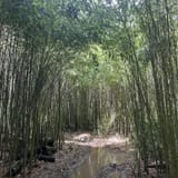 Riverhead Forest Loop Track, Auckland, New Zealand - 65 Reviews, Map ...