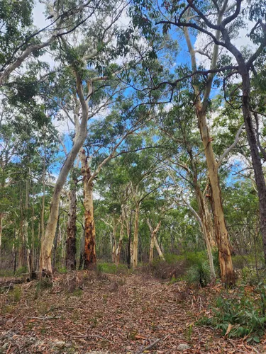 10 Best Trails and Hikes in Mount Mee | AllTrails