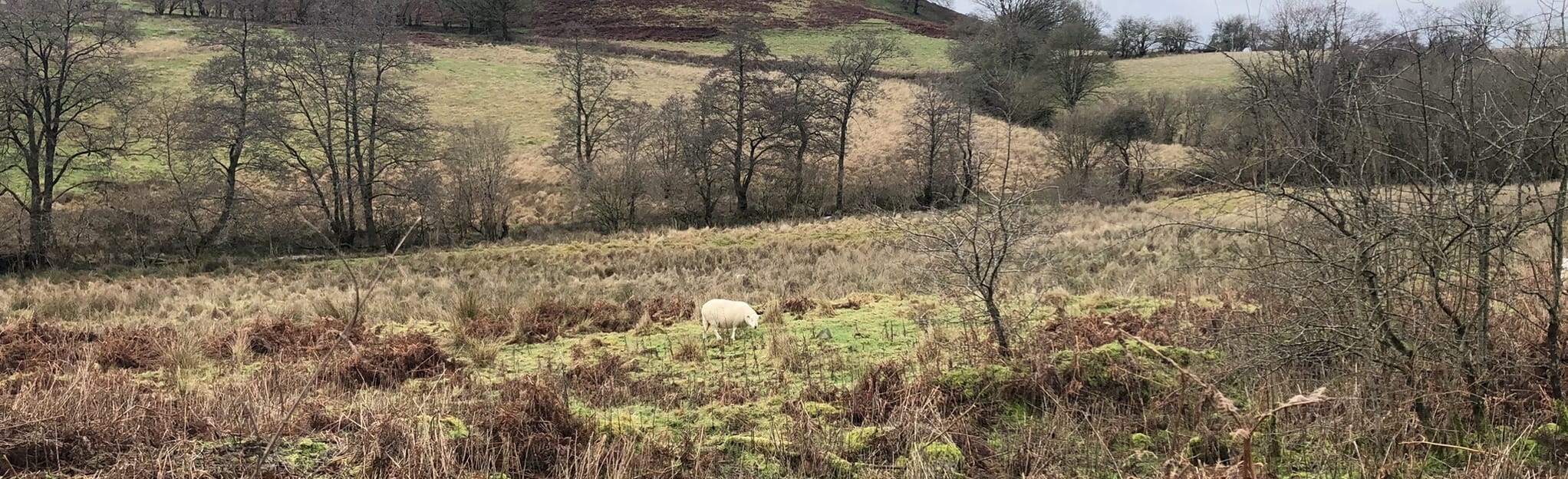 Llandrindod - Shakey Bridge - Cefnylls Castle: 23 Reviews, Map - Powys ...