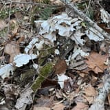 Bonner Park Loop, Pennsylvania - 236 Reviews, Map | AllTrails